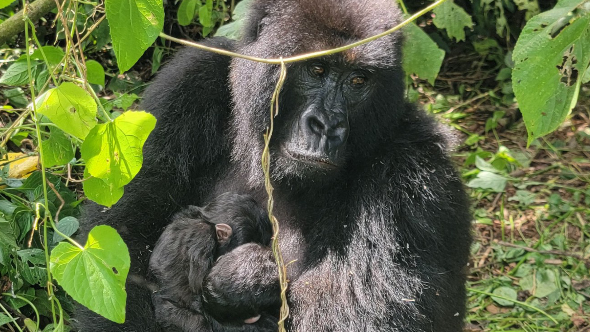 Double trouble! Endangered mountain gorilla gives birth to twins
