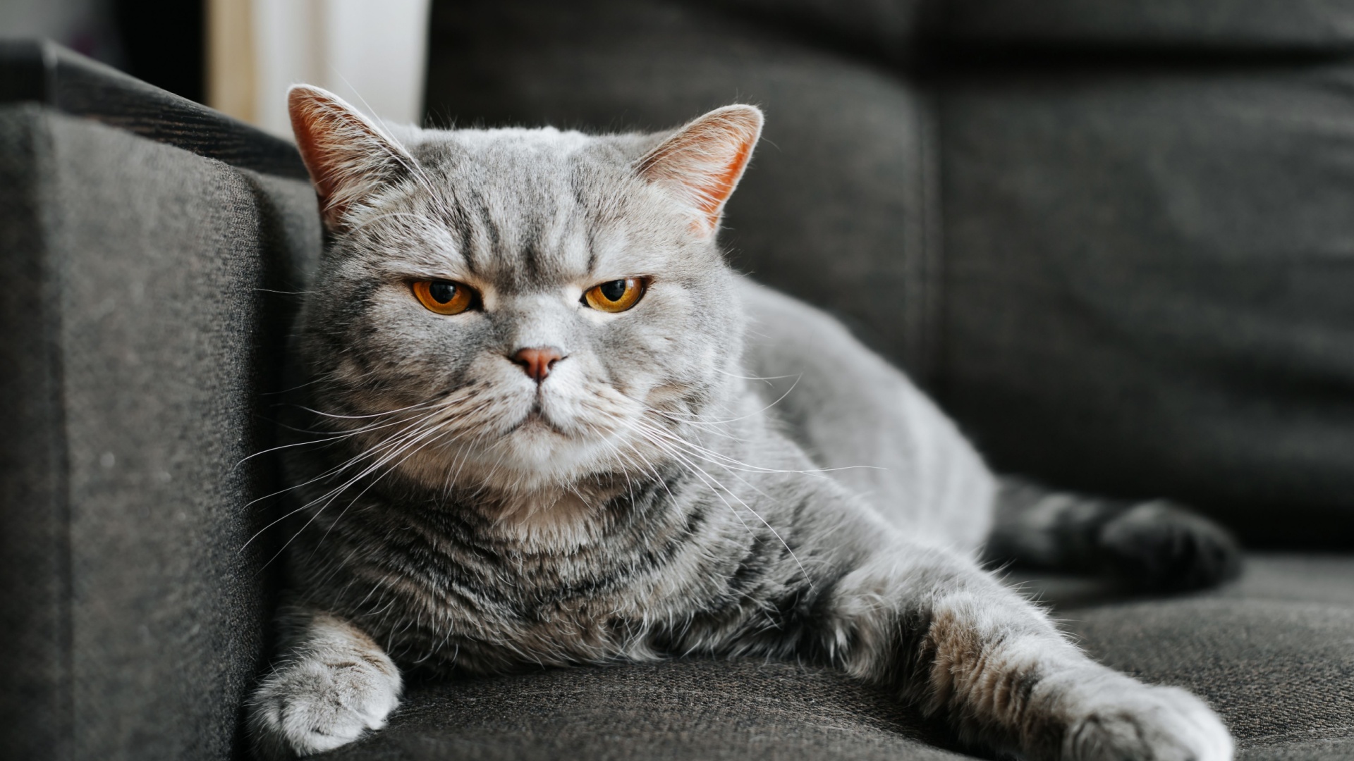 Things your cat hates but tolerates because of you