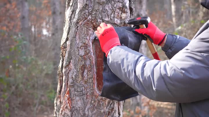 Curar huecos de árboles fomenta hábitats