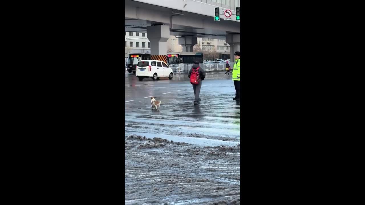 Kindhearted officer stops traffic to carry a small dog across a busy road
