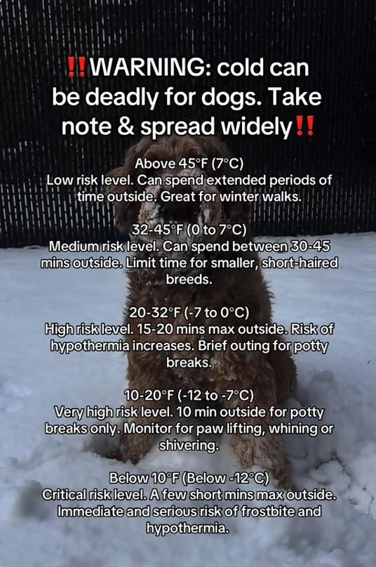 Why cold temperatures can be dangerous for dogs