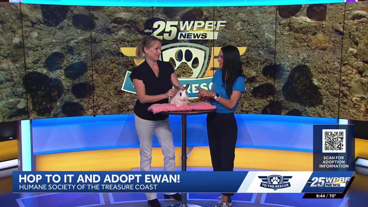 WPBF to the rescue: Helping animals find forever homes