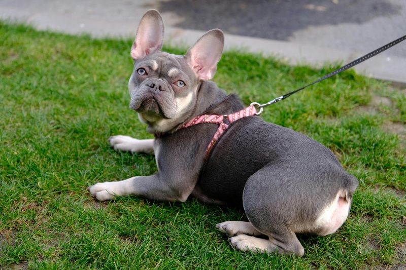Top reasons to love French bulldogs