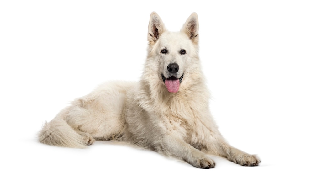 Why the Berger Blanc Suisse stands out from other shepherd dogs