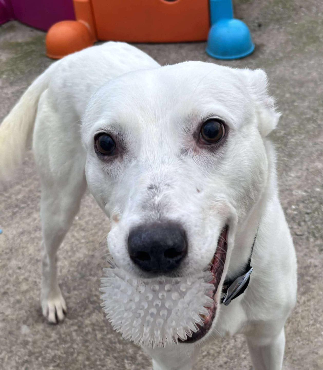 Homeless Hounds post adorable pic of smiling dog named Larry who loves ...