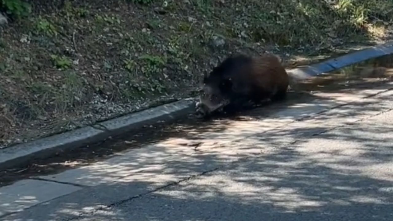 Wild boar stops a couple walking toward their car and triggers panic