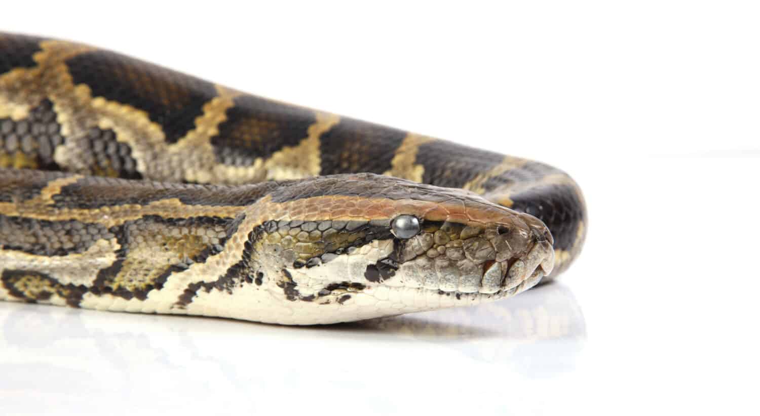 30-feet long snakes poised to invade the United States