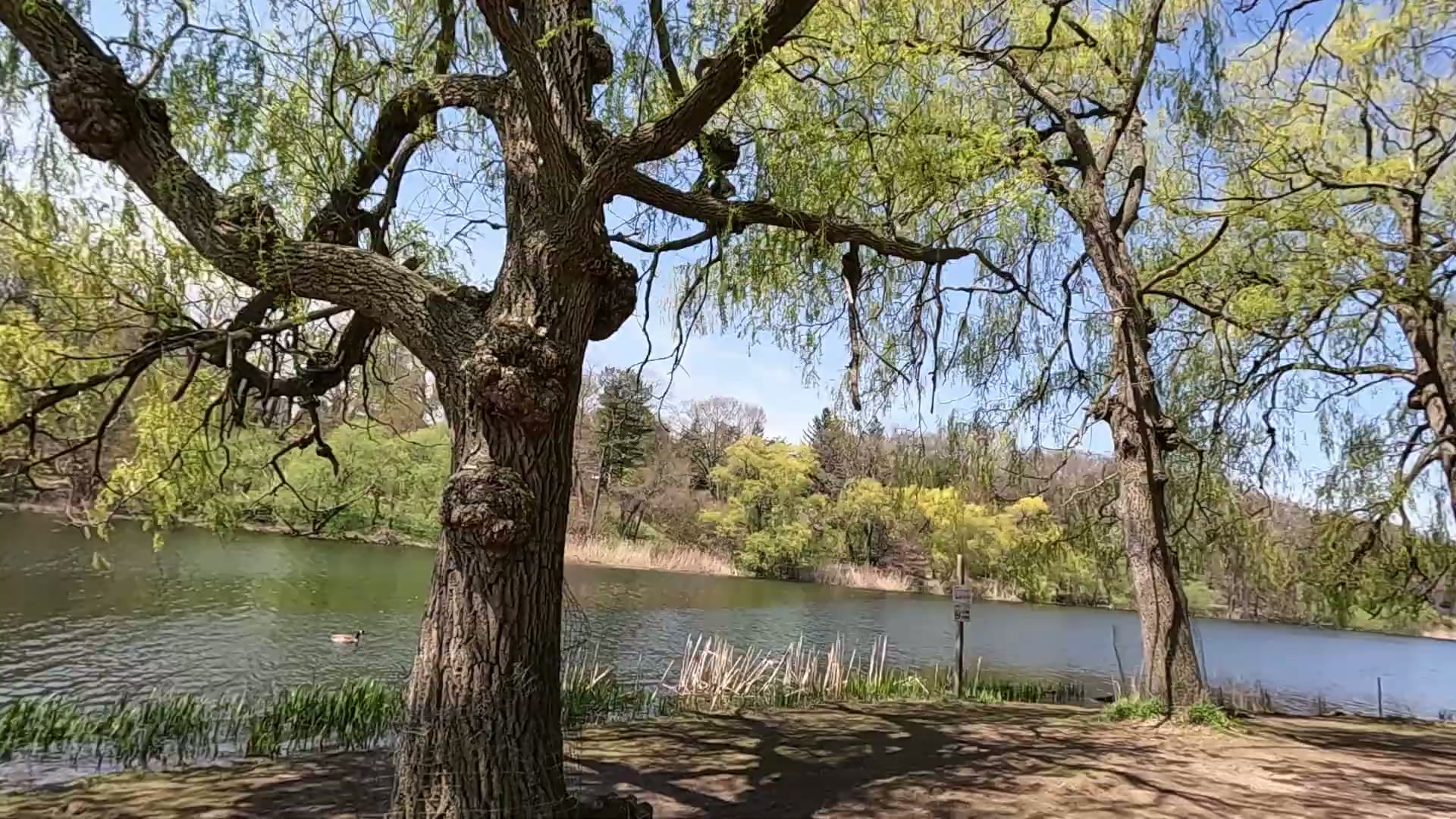 Cherry blossoms & Polish eats: Spring adventure in Toronto’s High Park!