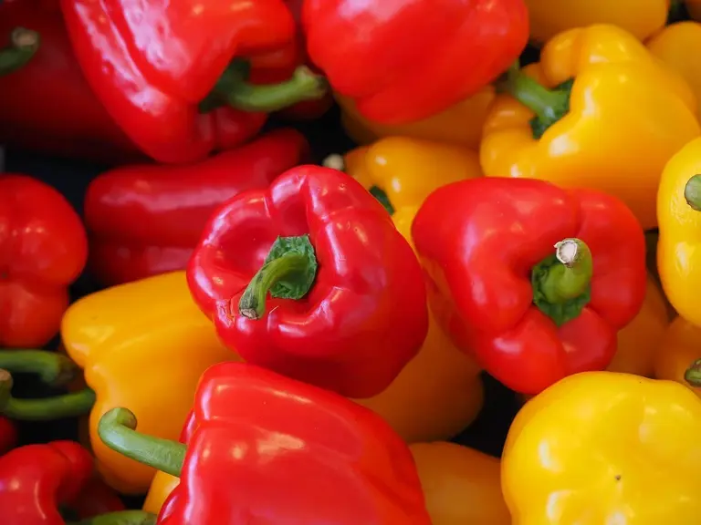 Morocco exports record 50,000 tons of sweet peppers to Germany