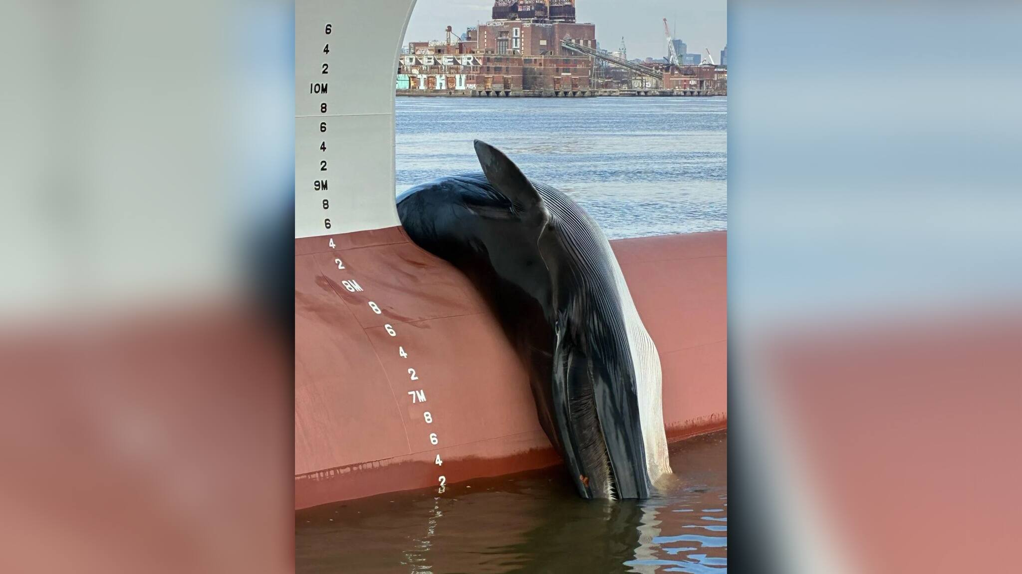 US-Behörden ermitteln: Toter Wal am Bug eines Schiffes