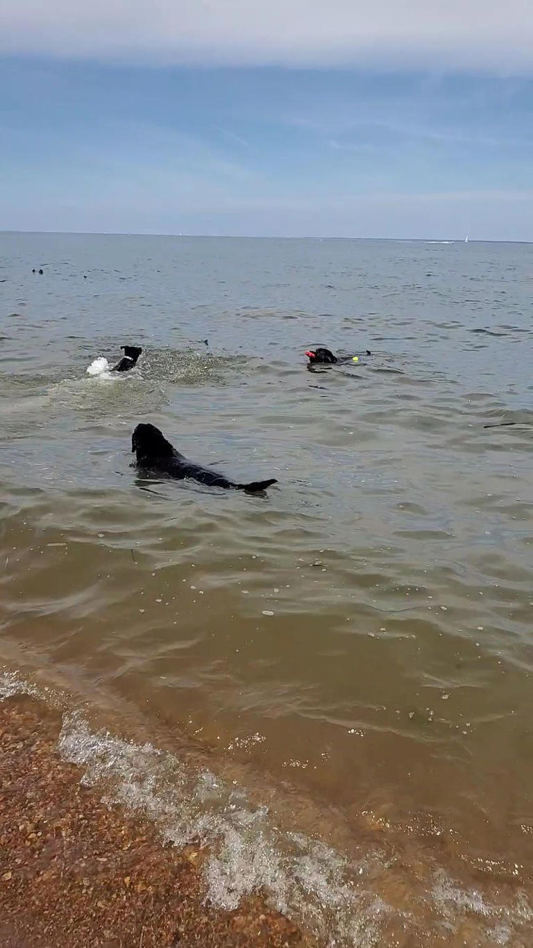 8 best dog parks in Maryland that regulars keep coming back to