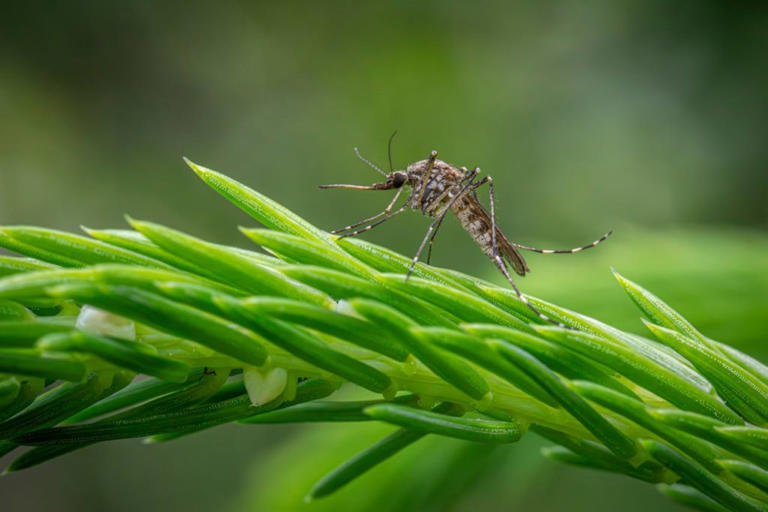 Scientists discover female mosquitoes control mating, not males