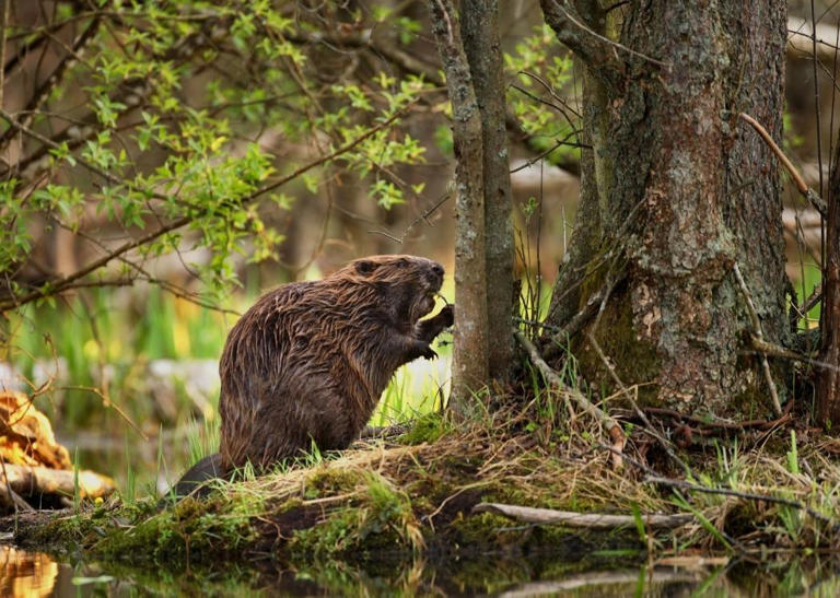 Derbyshire council plan to reintroduce beavers