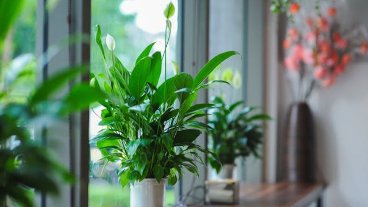 Eksperci feng shui ujawniają, gdzie ustawić skrzydłokwiat w 2026 roku