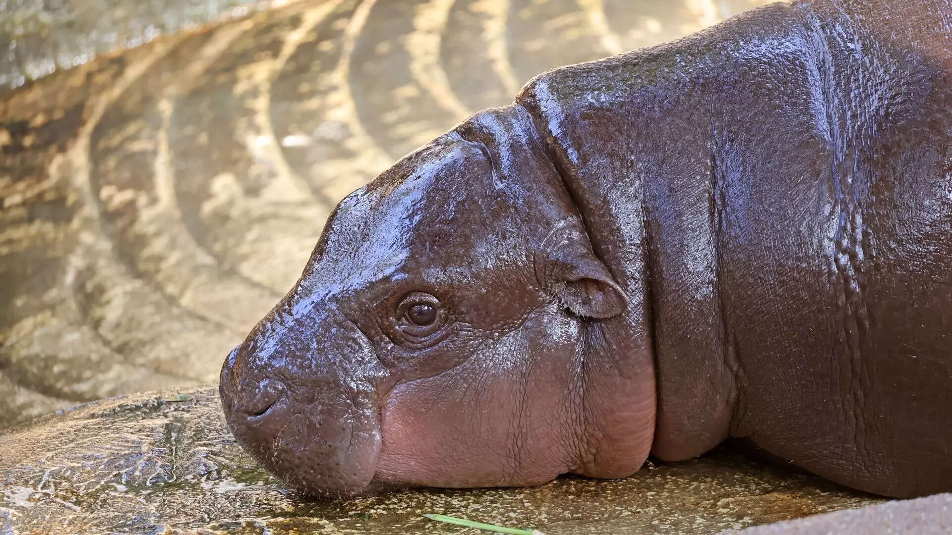 5 adorable-looking animals that are surprisingly deadly