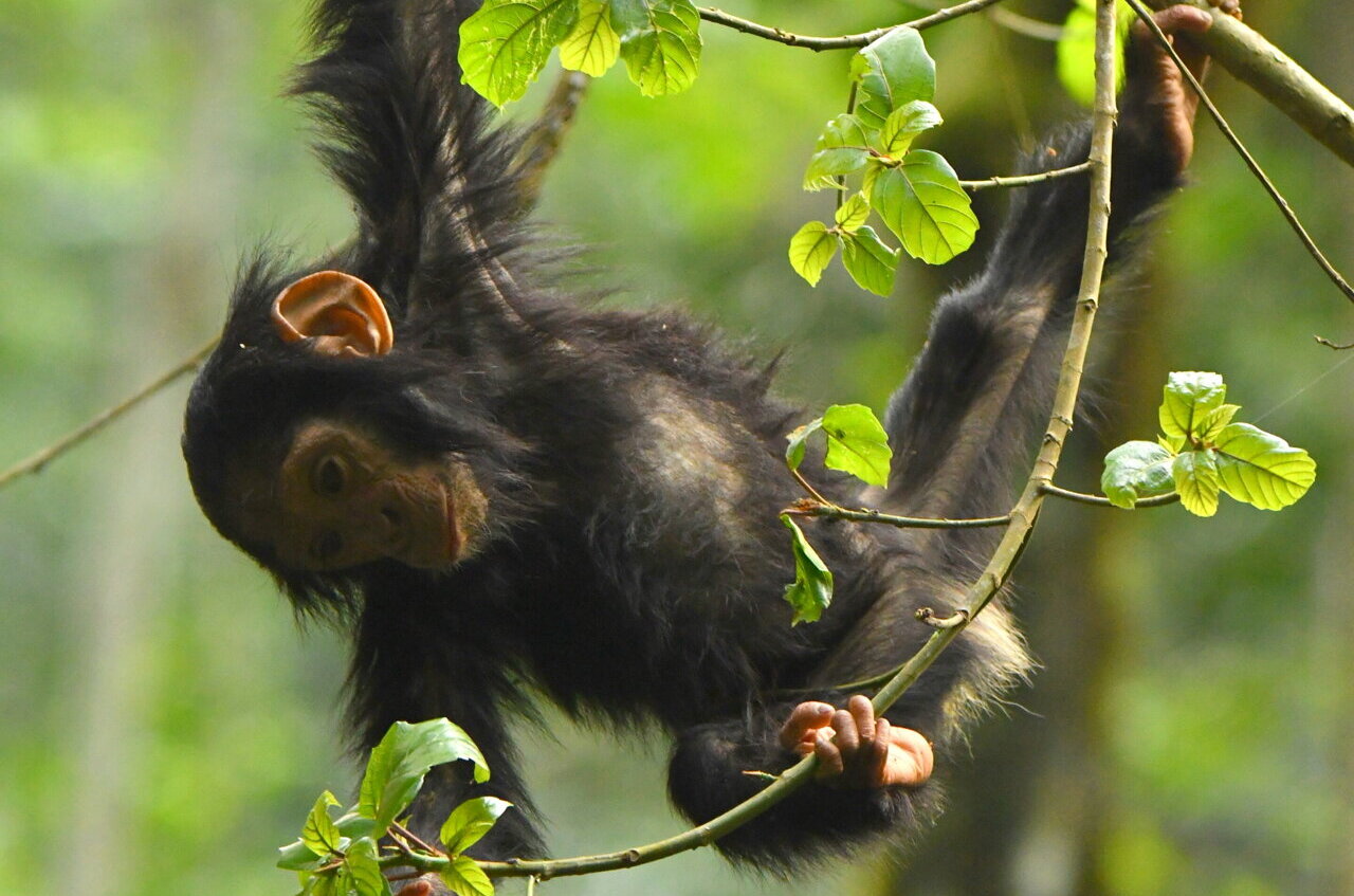 Small chimps, big risks: What chimps show us about our own behavior