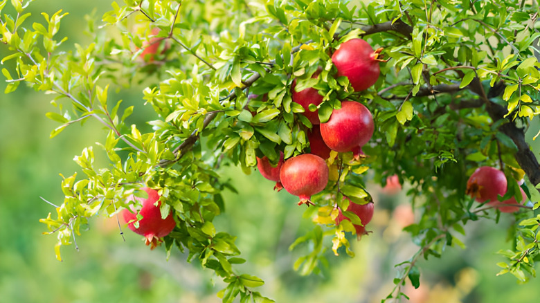The best time of year to plant a pomegranate tree for a bountiful harvest