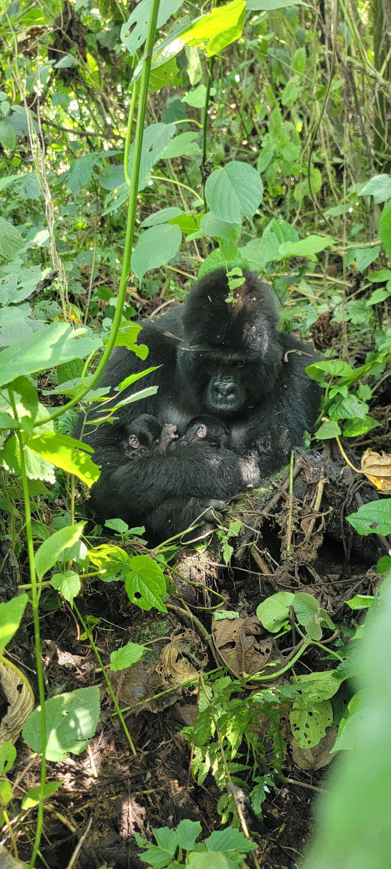 Rare mountain gorilla twins born in the wild