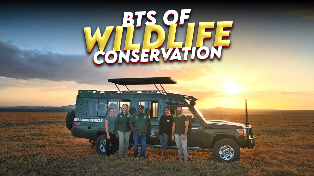 Cheetah count mission in Kenya: Inside the Ol Pejeta conservation project