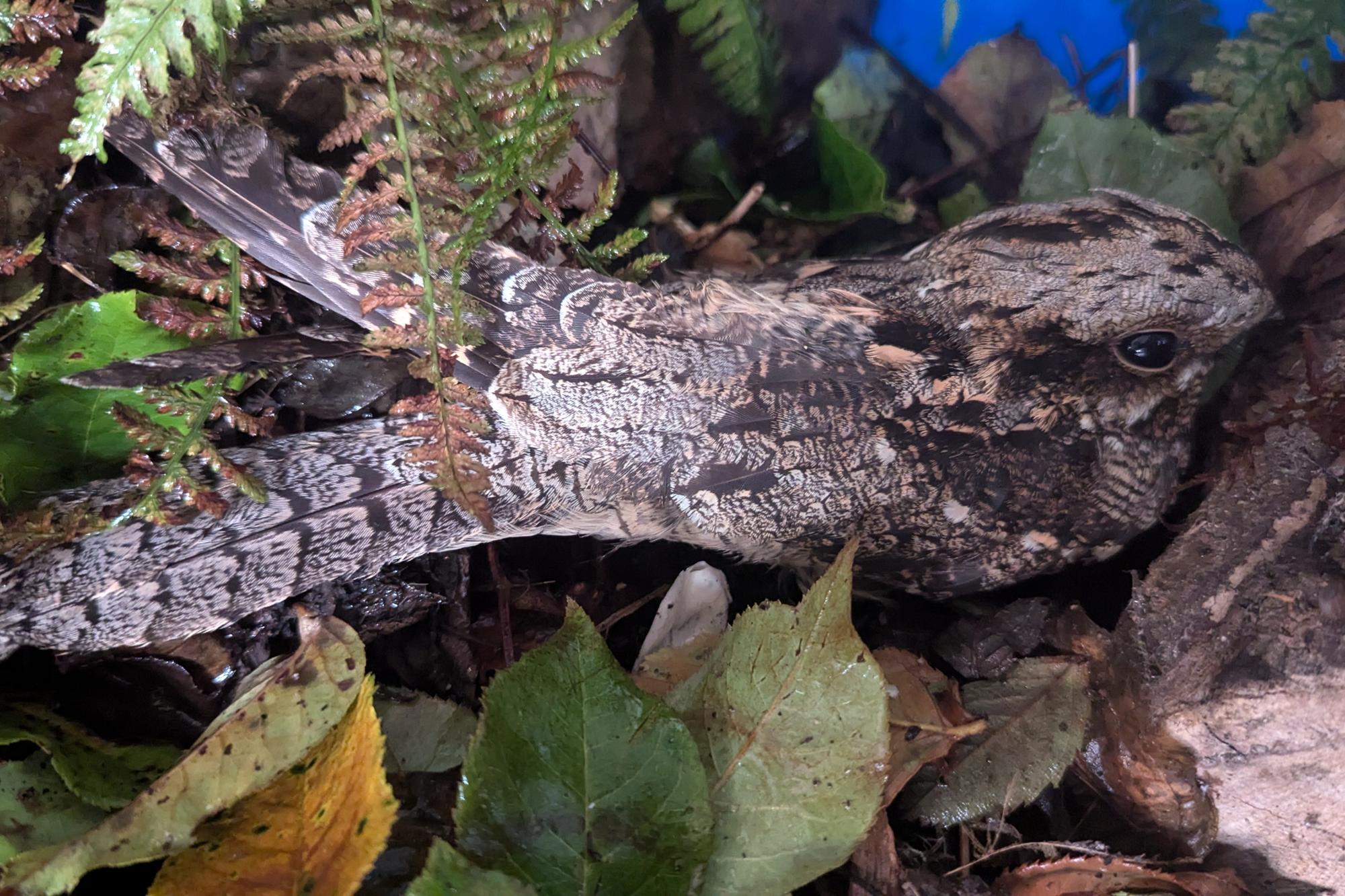 'Once-in-a-lifetime' encounter as rare bird which has all-but vanished ...