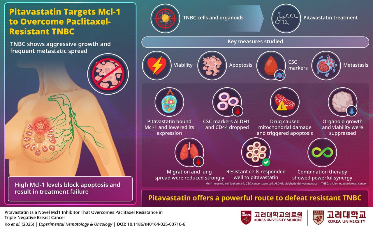 Cholesterol-lowering drug can overcome chemotherapy resistance in ...