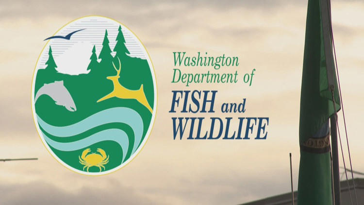 Suspected case of chronic wasting disease in Ferry County mule deer ...