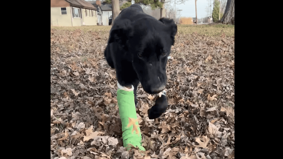 A true fighter: Injured dog Seven is making progress in her recovery