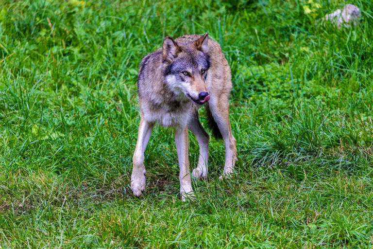 Un loup a causé la mort de trois brebis à Charmoille