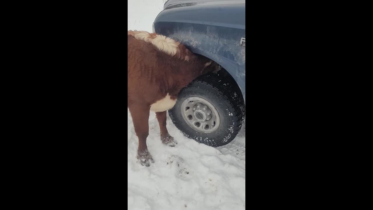 US farm life moment goes viral after cow gets stuck searching for salt