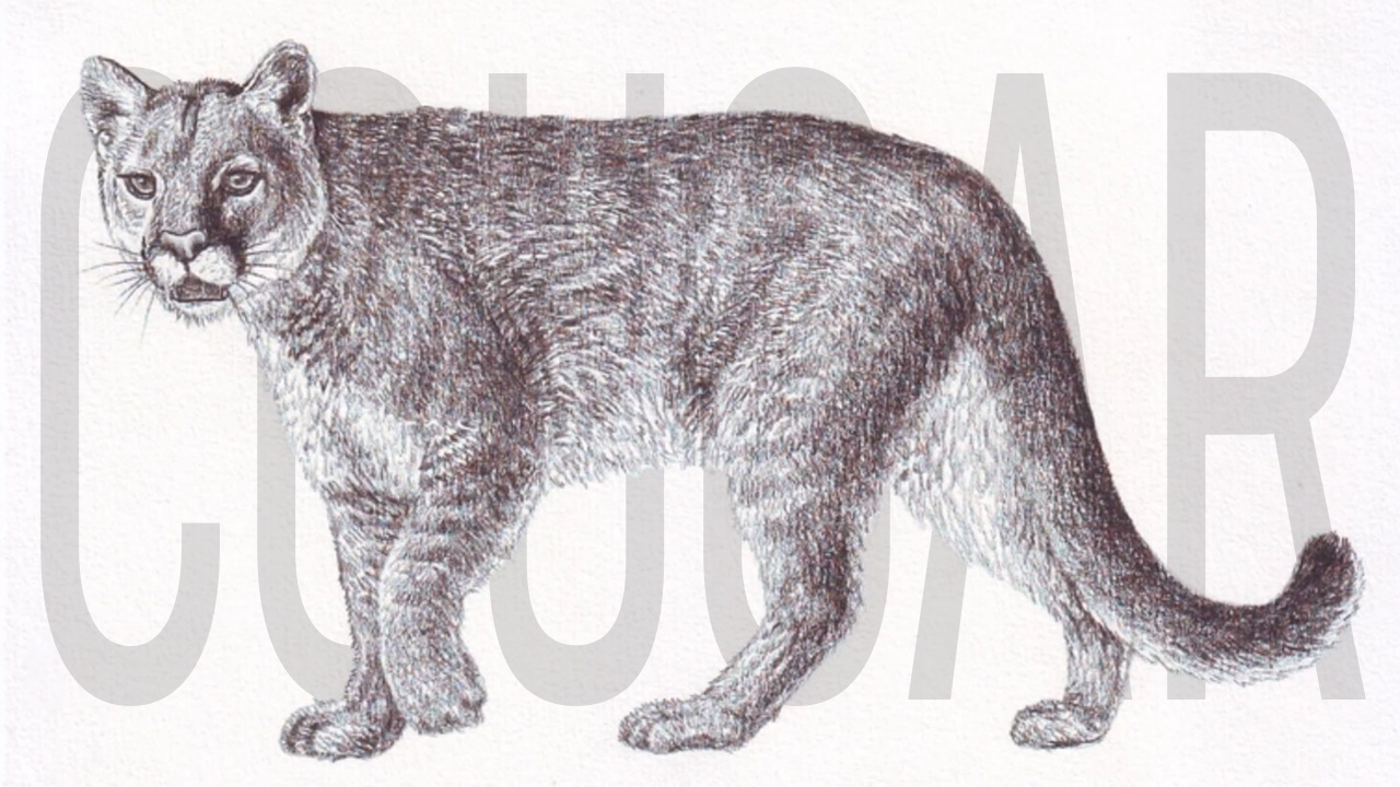 Cougar drawing guide focused on proportion and strength