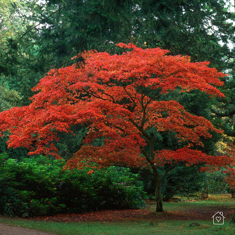 Japanese garden elements you can incorporate in your home