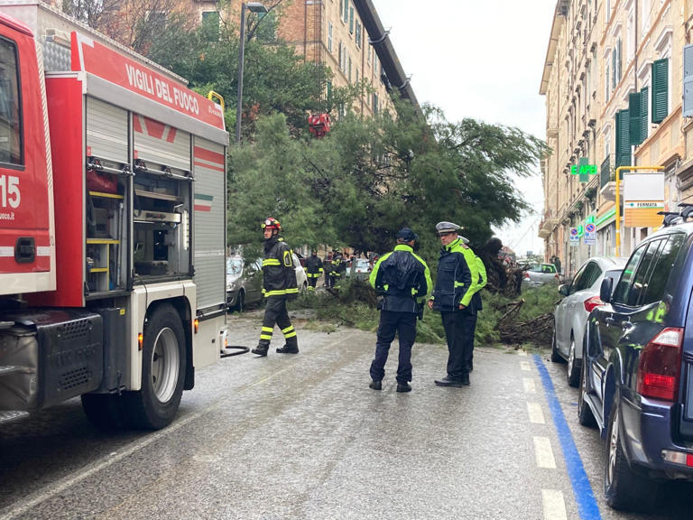 Albero caduto in strada ad Ancona, domani messa in sicurezza in Corso ...