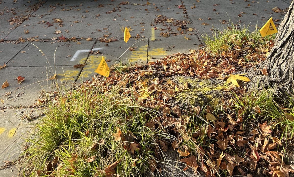 Tree removal turns into emergency gas line repair