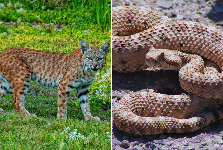15 animals that prey on rattlesnakes