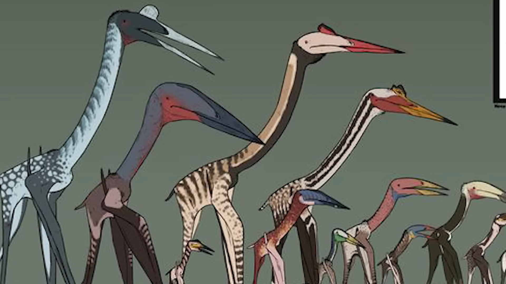 How the largest flying animal ever became an apex hunter