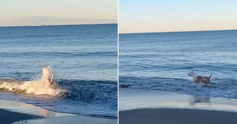 Video: Rescue pit bull's first time at a beach ends unexpectedly