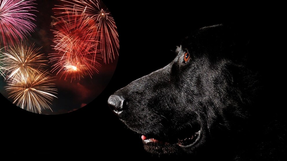 Über 850 Hunde und Katzen zu Silvester in Deutschland entlaufen