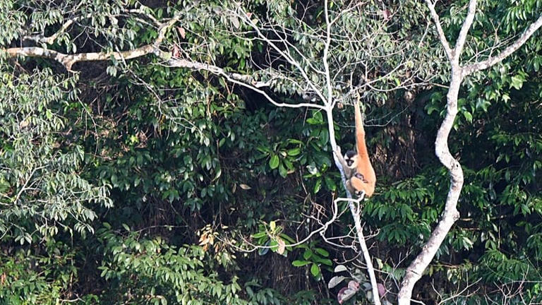 Zehn Arten drohen 2026 auszusterben: von psychedelischen Spinnen bis ...