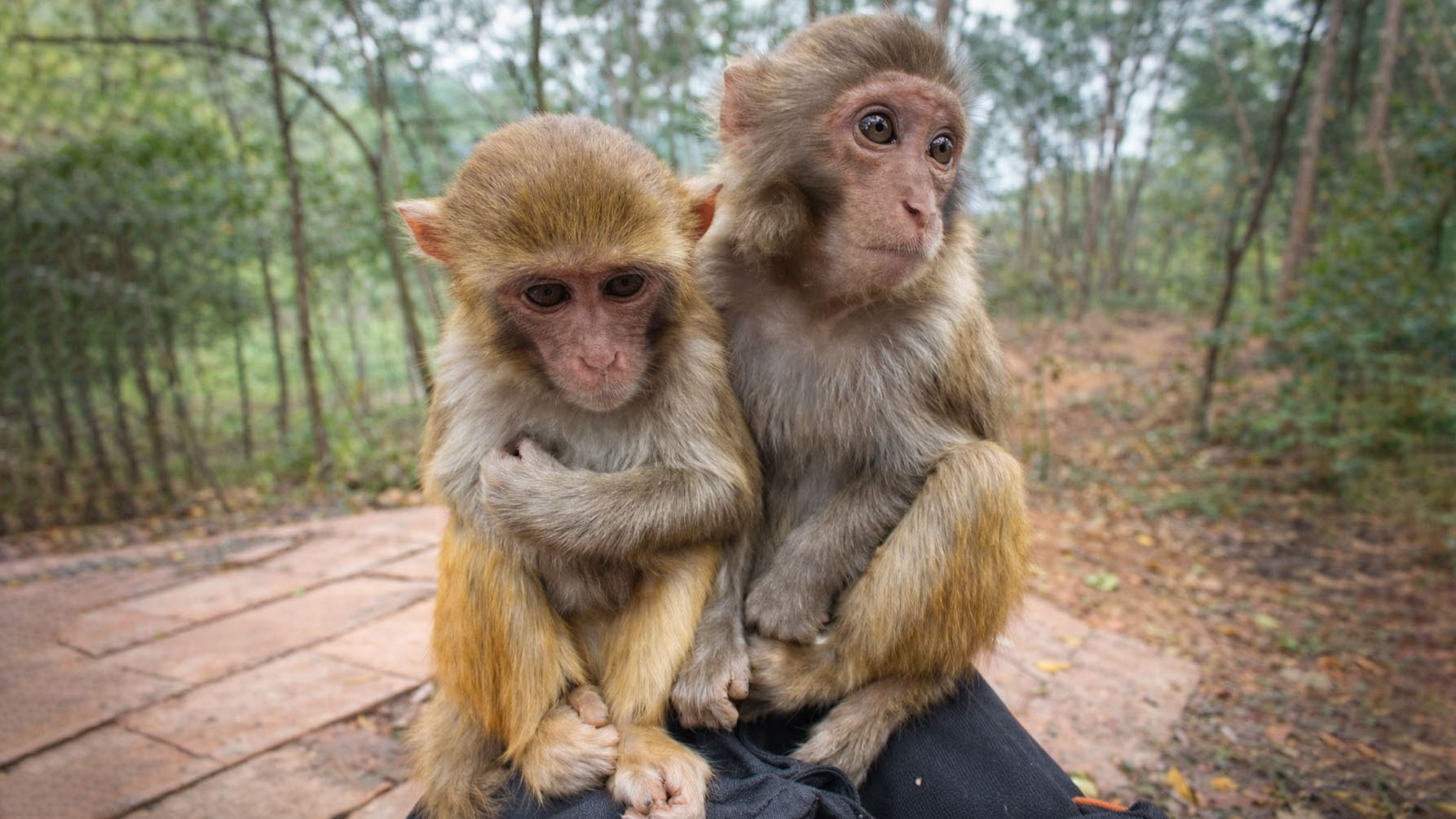 Cute monkey siblings waiting for mom