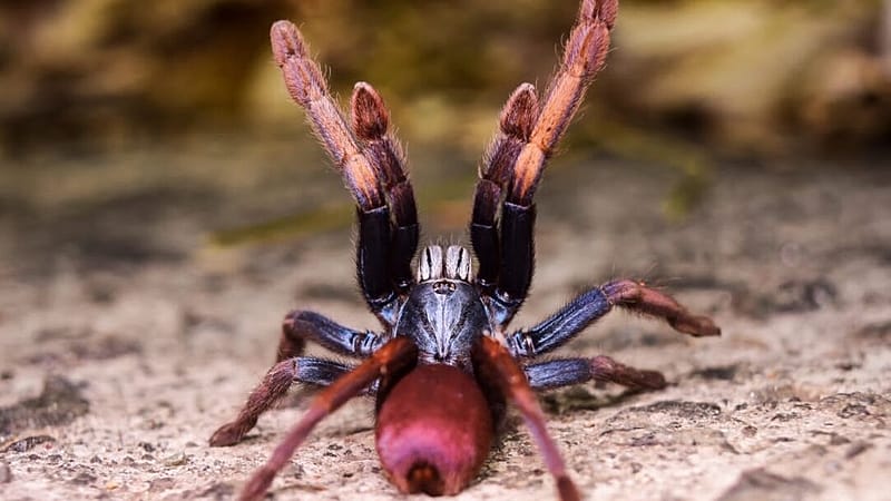 From ‘psychedelic’ spiders to European eels: 10 species heading into ...