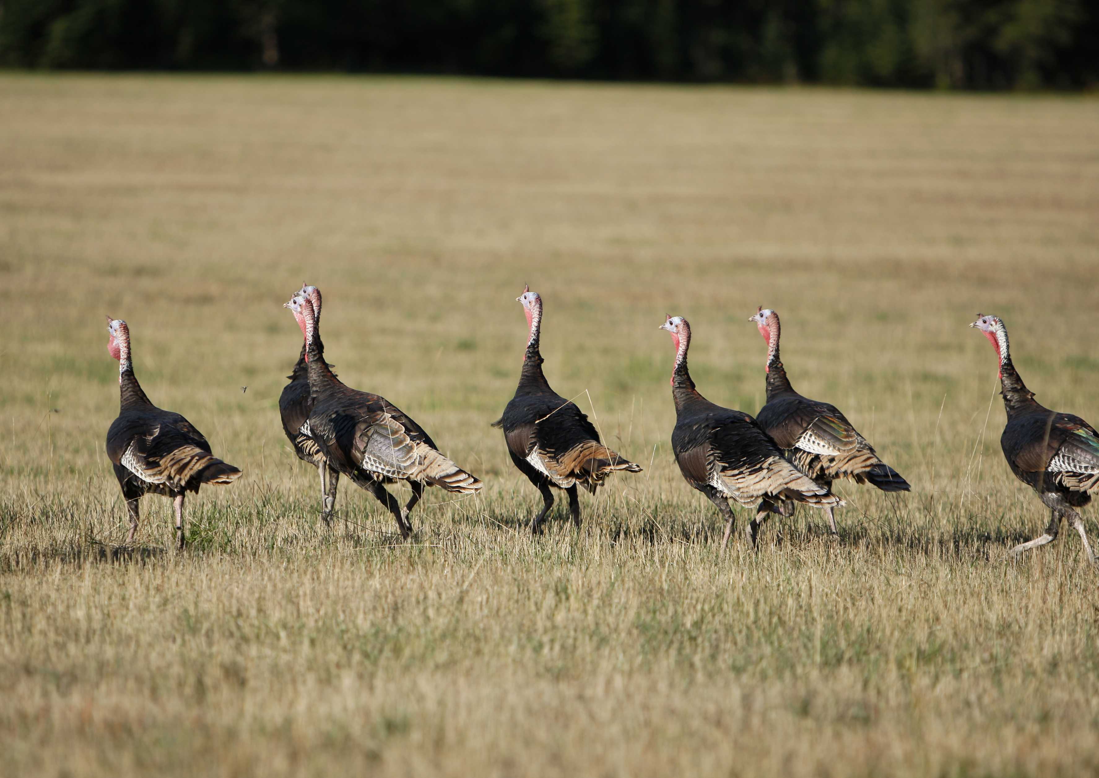 Game Commission asks residents to report wild turkey flock sightings