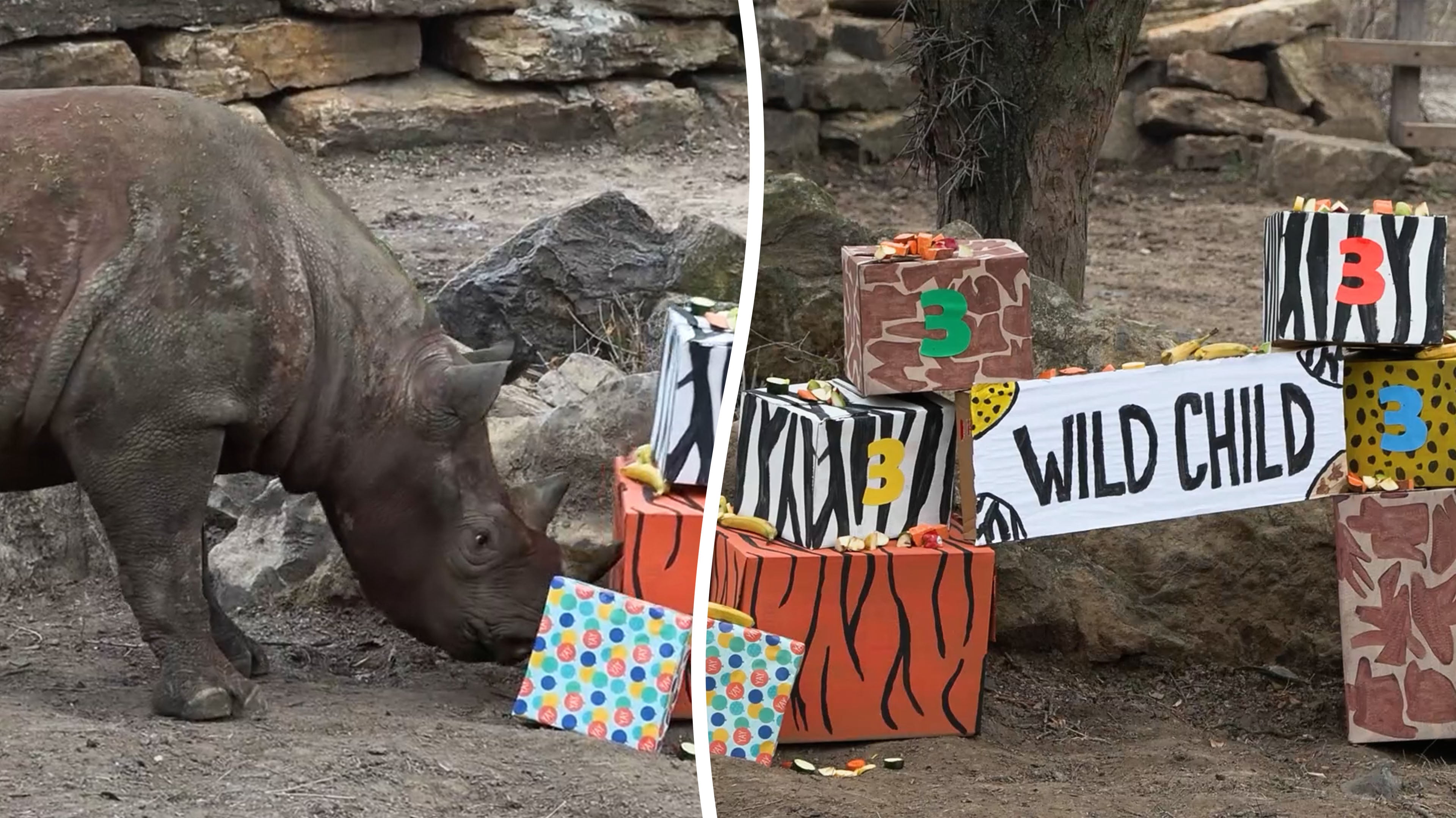 Eastern black rhino Zumi celebrates 3rd birthday at Kansas City Zoo in ...