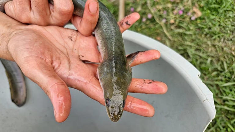 Zehn Arten drohen 2026 auszusterben: von psychedelischen Spinnen bis ...
