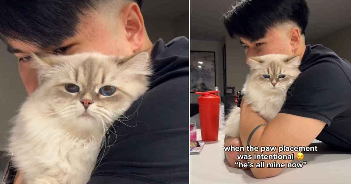 Cat's paw placement is going viral for this reason