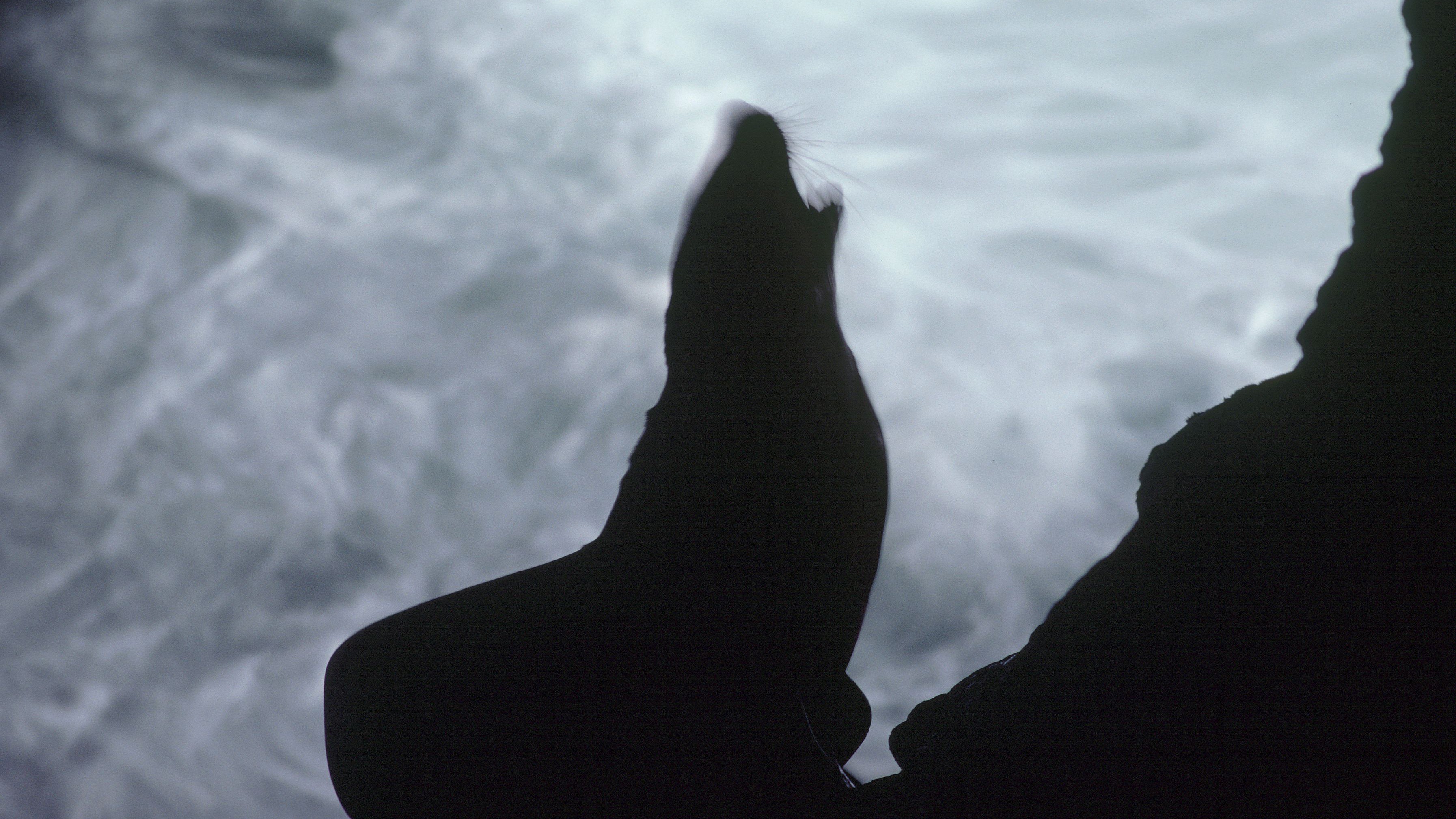 How many sea lions must die?