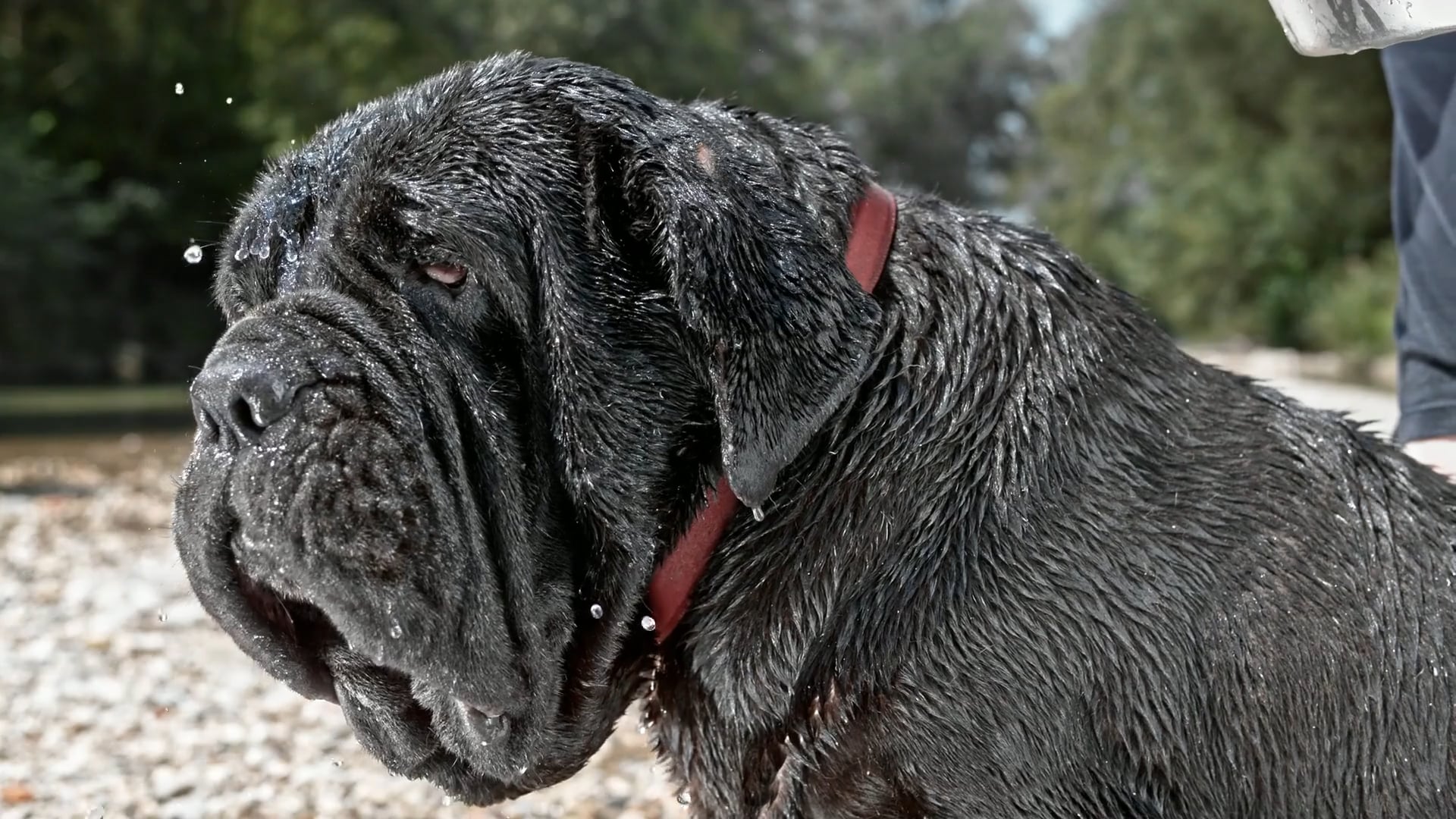 These 10 dog breeds have the shortest lifespan