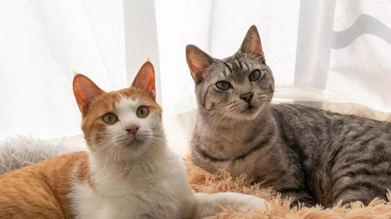 How long do cats live and which are the longest surviving breeds?