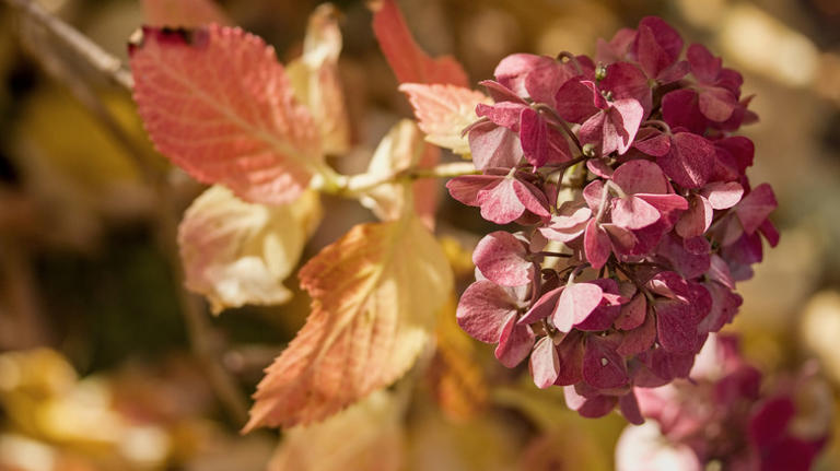 How to tell when it's time to stop deadheading flowers