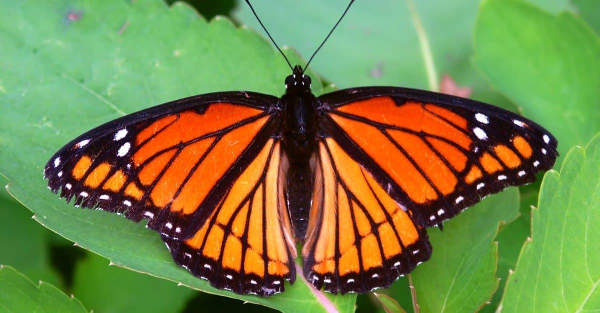 These hunters turn beautiful butterflies into deadly poison darts
