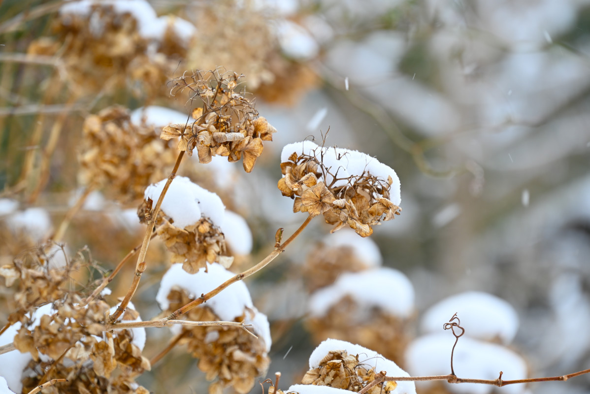 Rock salt can damage plants and trees